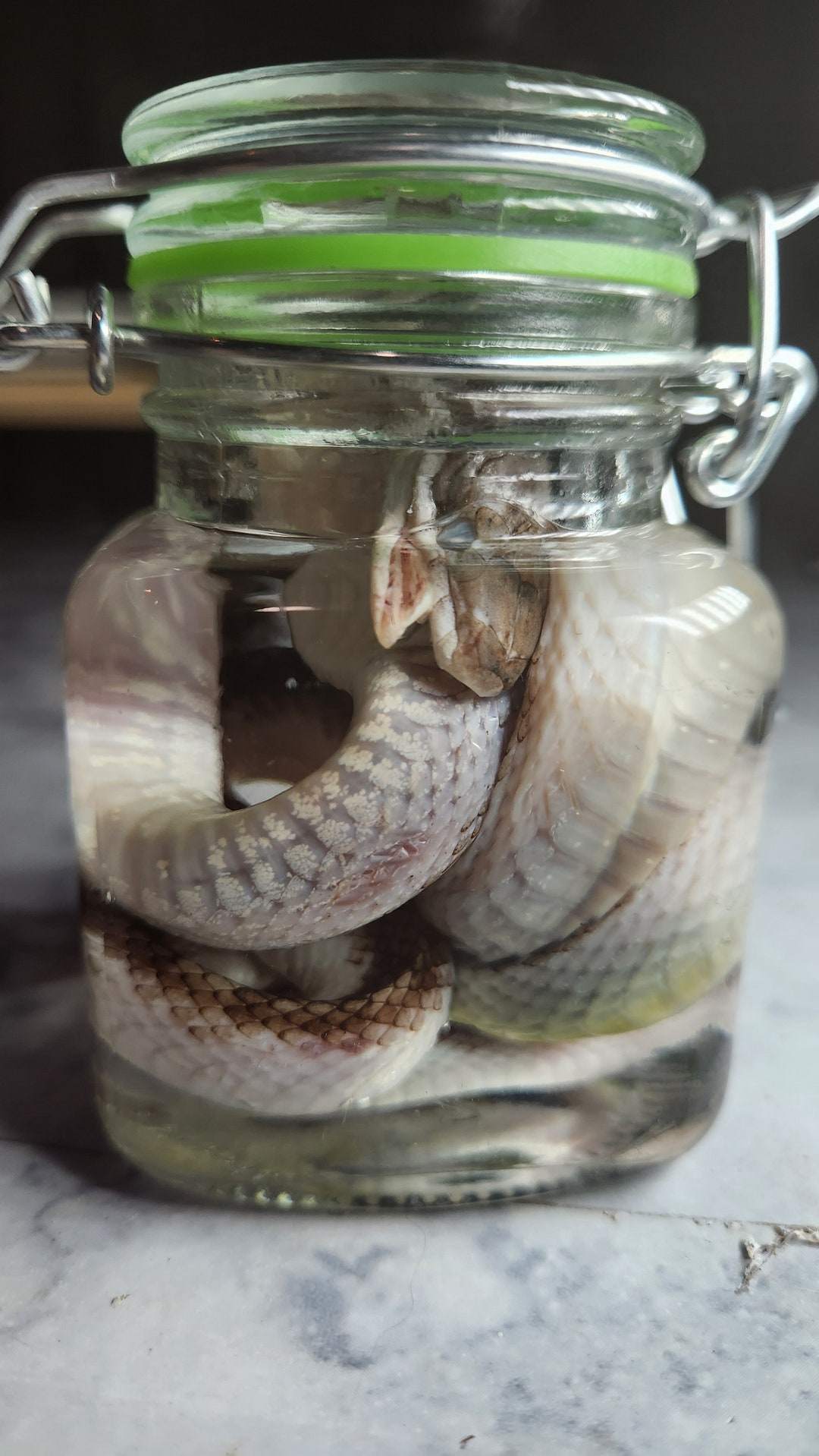 Preserved White-sided Black Rat Snake Wet Specimen - Etsy