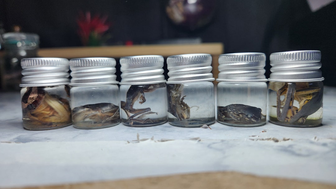 Preserved Assorted Tree Frog Wet Specimen - Etsy