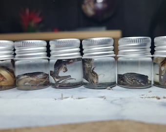 Preserved Budgie Wet Specimen - Etsy