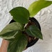 Scindapsus Rubicon Variegated Rare - Etsy