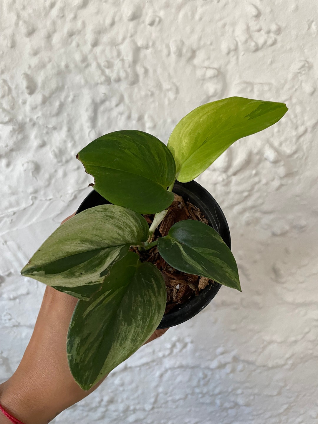 Scindapsus Rubicon Variegated Rare - Etsy