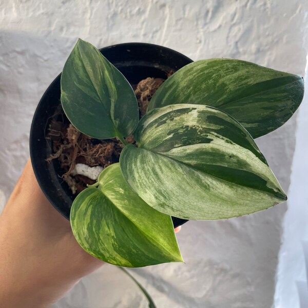 Scindapsus Rubicon - Etsy