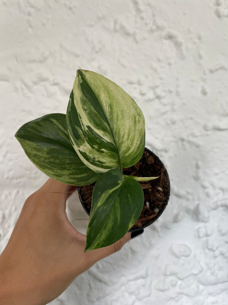 Scindapsus Rubicon Variegated Rare - Etsy