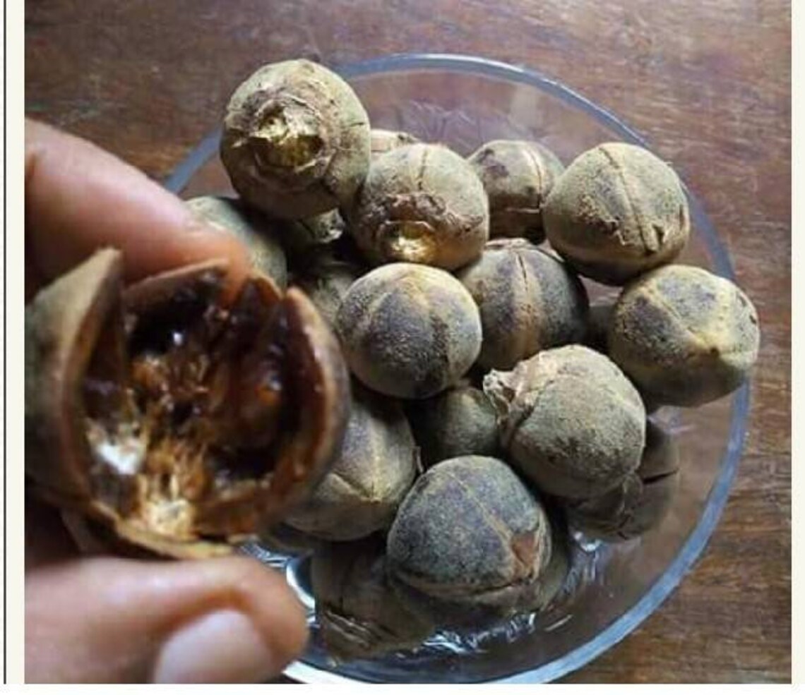 GORONTULA Azanza garckeana /GoronTulaSnot Apple 12 Fruits | Etsy