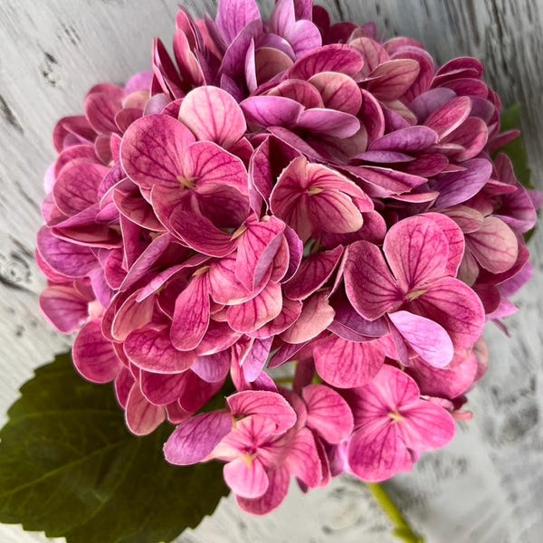 Real Touch Hydrangea - Etsy
