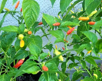 Donne Peppers - Etsy