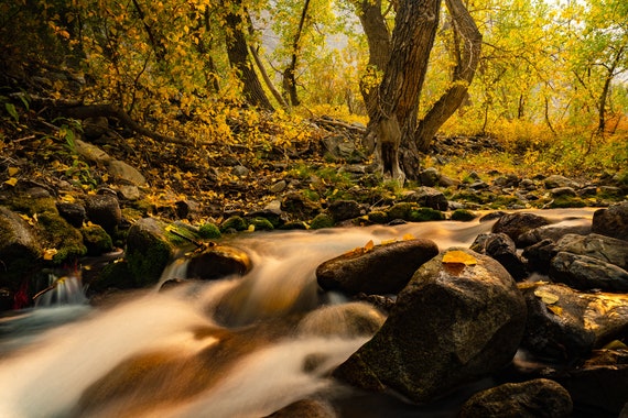 AUTUMN WALL ART Nature Art Fall Tree Wall Art Boho Wall - Etsy