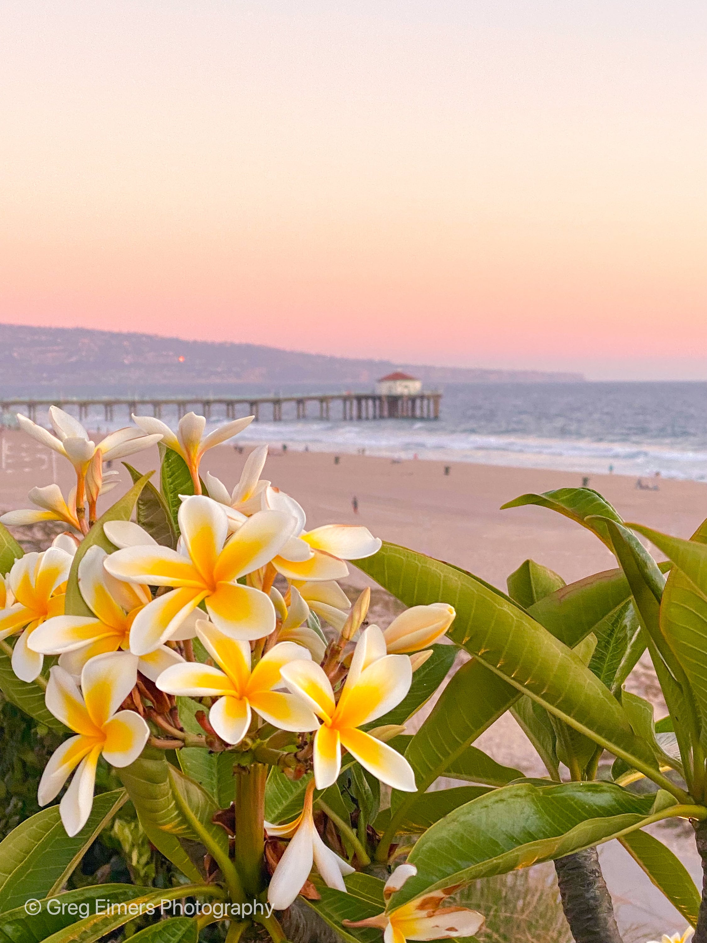 Tropical Flowers On Beach