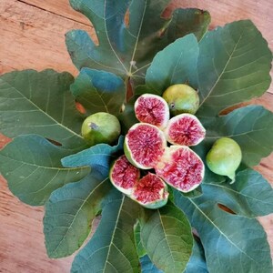 5 Verdone Strawberry Fig Stem Cuttings Green Outside Red Inside SC ...