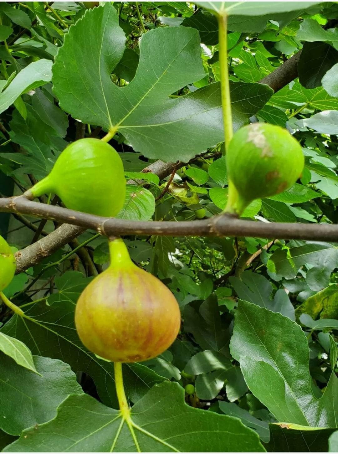 5 Fresh Italian Honey Fig Tree Cuttings SC Grown Cold Hardy Grow Your ...
