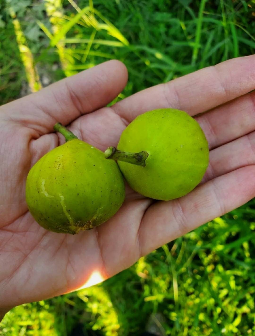 5 Fresh White Marseille Fig Cuttings SC Grown Produces Delicious and ...