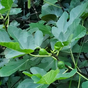 5 Verdone Strawberry Fig Stem Cuttings Green Outside Red Inside SC ...
