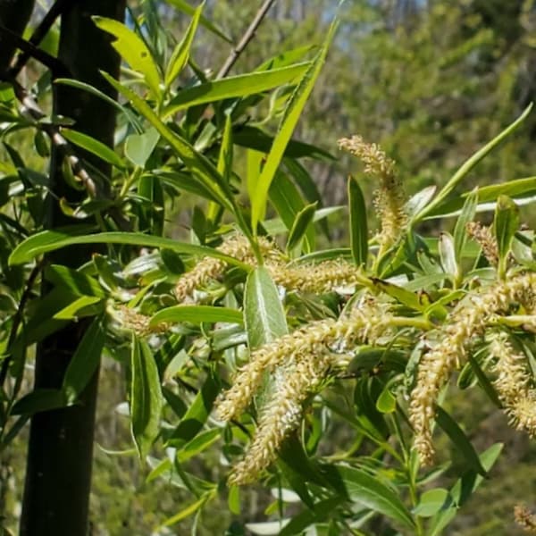 Willow Tree - Etsy
