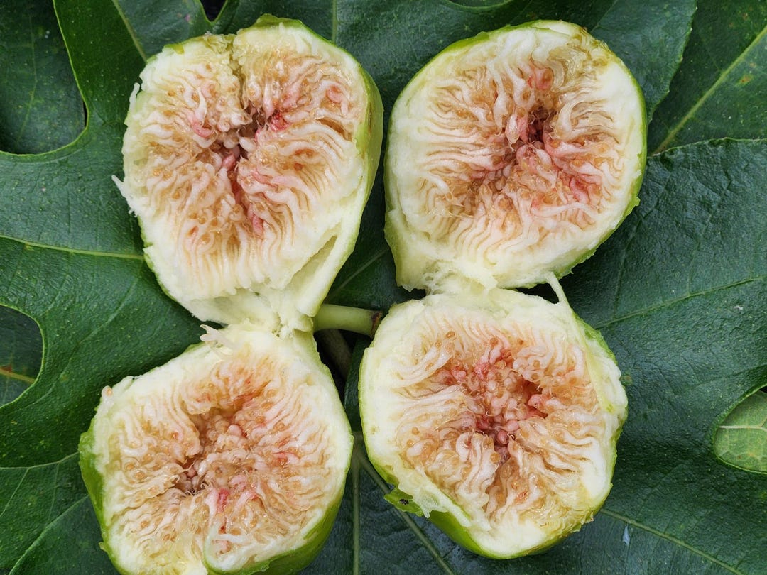 Lemon Fig Starter Tree SC Grown Cold Hardy Grow Your Own Delicious Fruit! - Etsy