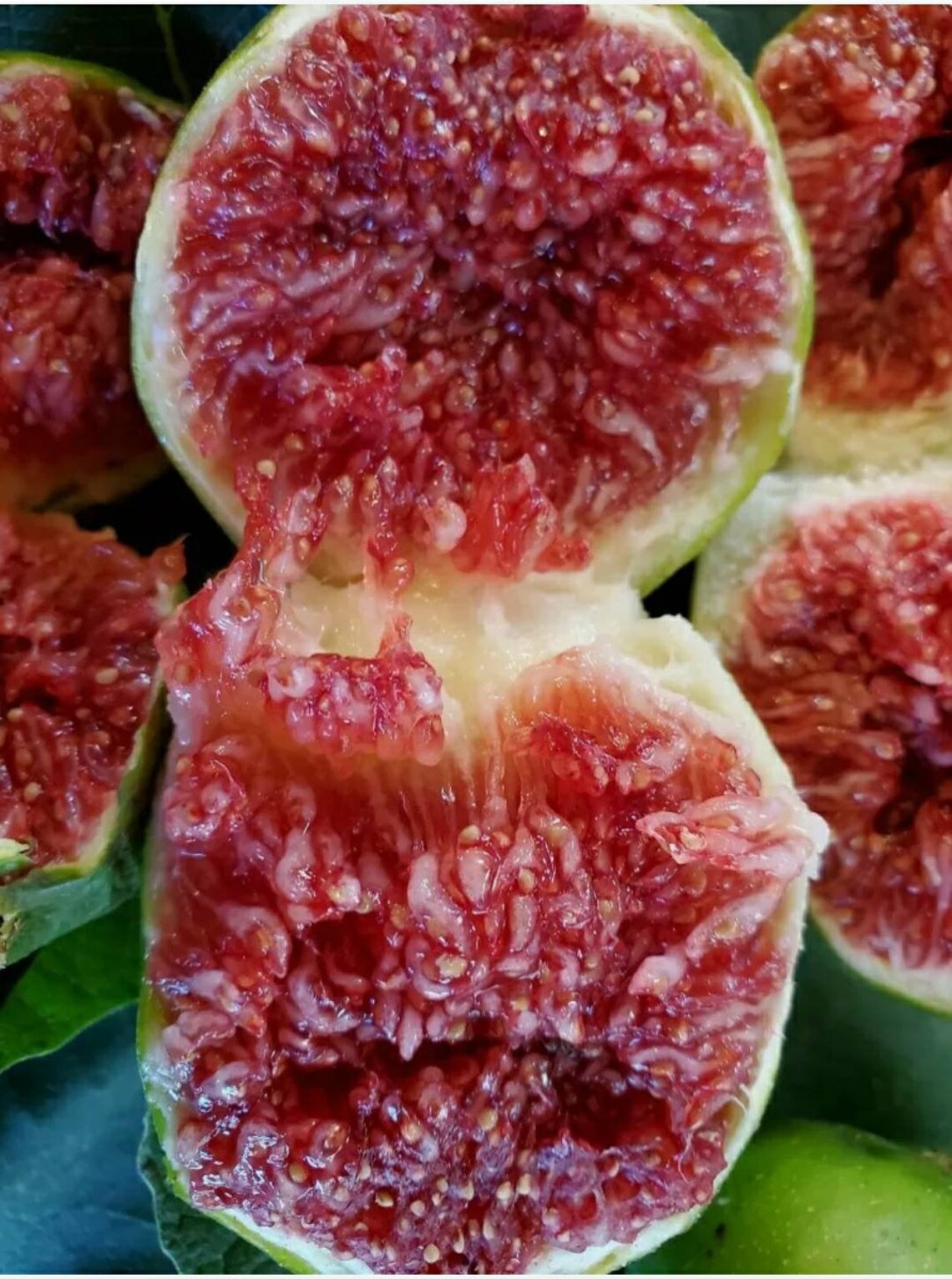 5 Verdone Strawberry Fig Stem Cuttings Green Outside Red Inside SC ...