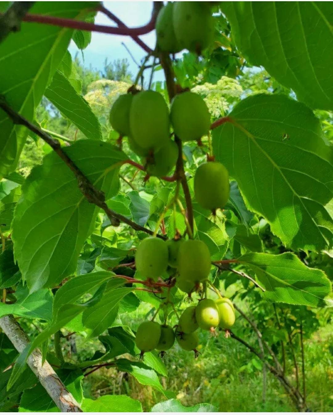 7 Total KIWI Cuttings ***very LIMITED Stock*** 5 Female "anna" and 2 ...