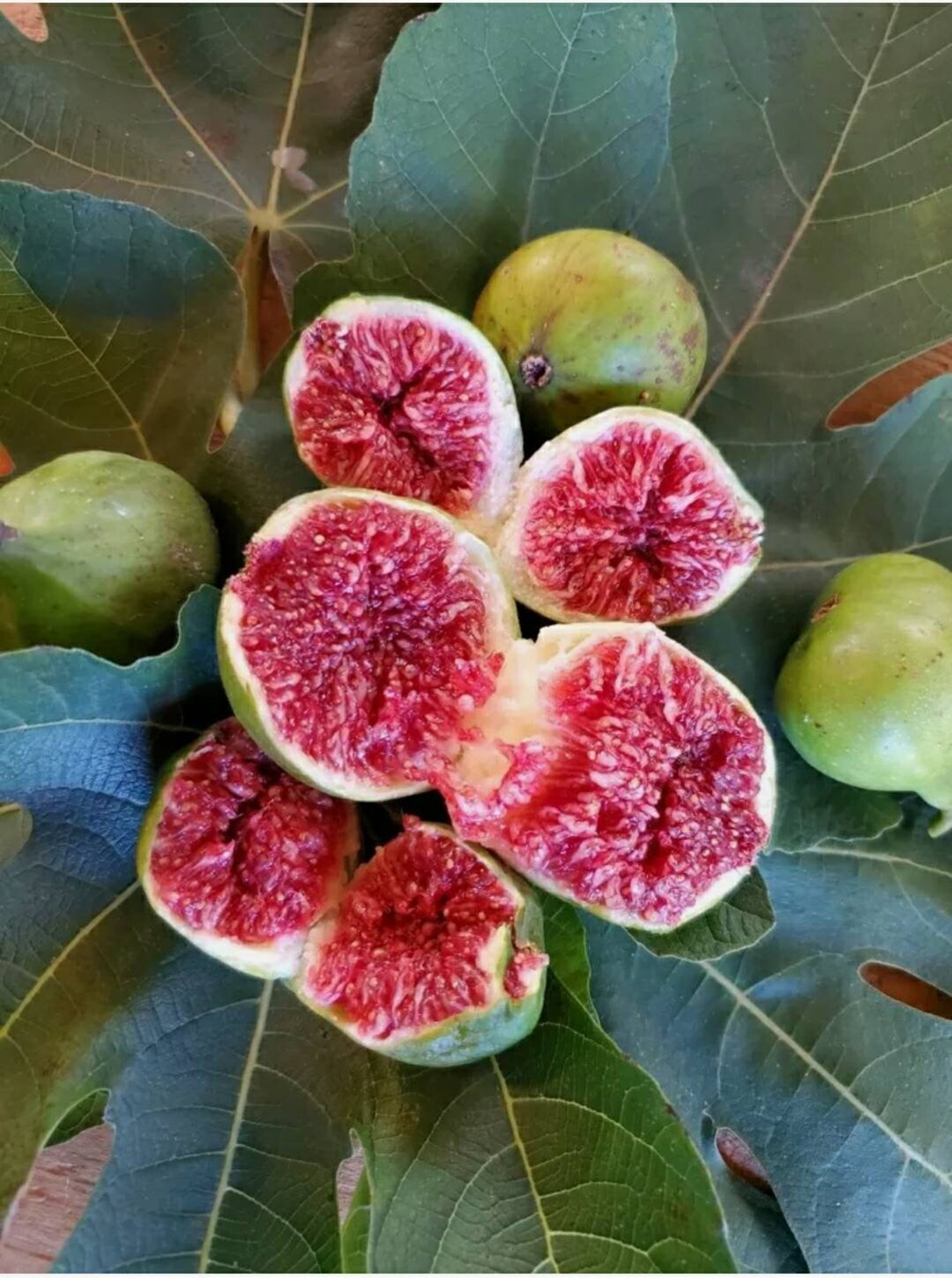1 Verdone Strawberry Fig Starter Tree Green Outside Red Inside SC Grown Produces Delicious and ...