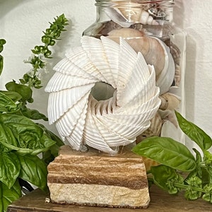 Scallop Cockle Shell Meditation Earth Sculpture With Flagstone Base ...