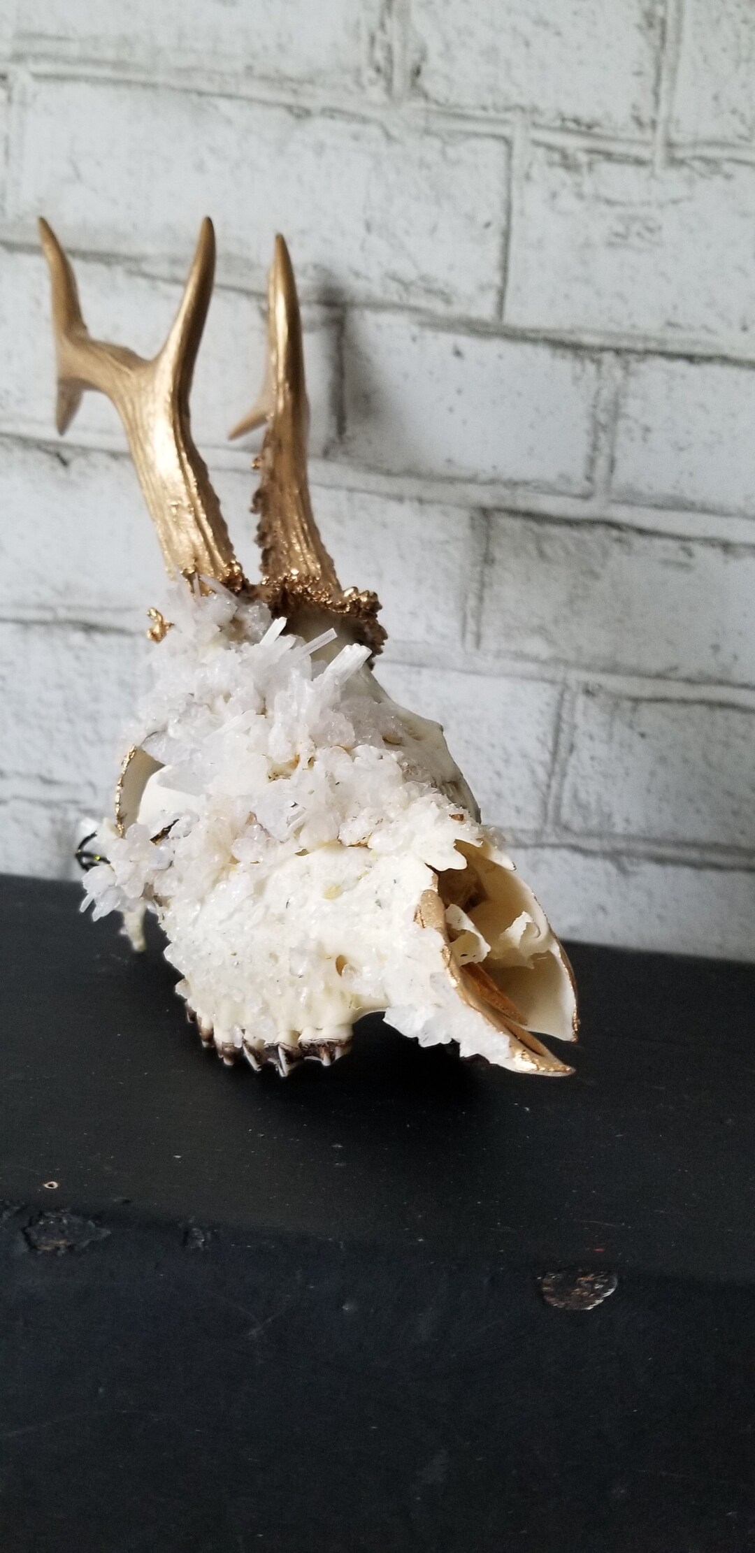 Crystal Roe Skull - Etsy