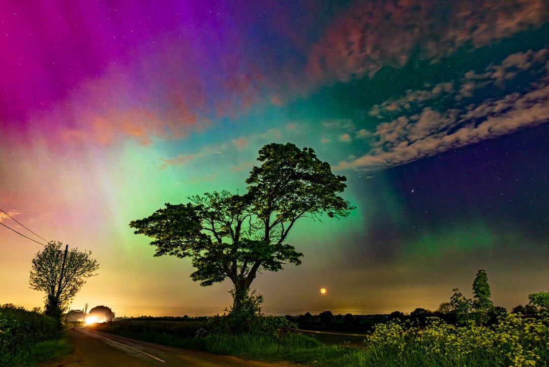 Baby Dino Tree - Aurora Style, Screen Saver Digital Image - Etsy