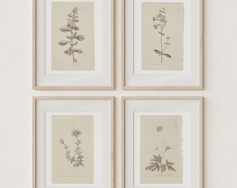 French Roses Prints Botanical Vintage Antique Wall Art Set of - Etsy