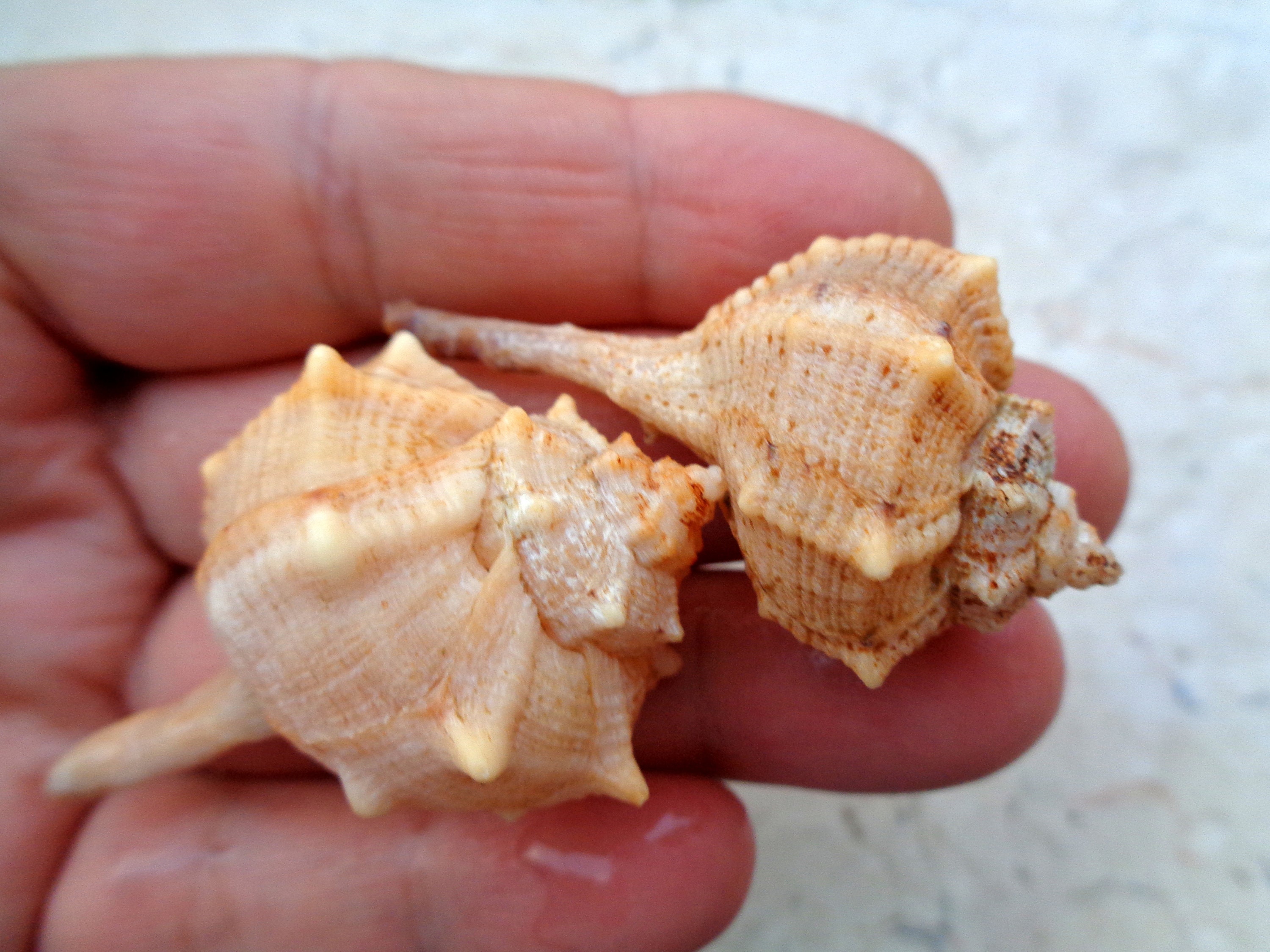 Murex Brandaris Shell Sea Shells for Your Crafts Home Beach - Etsy