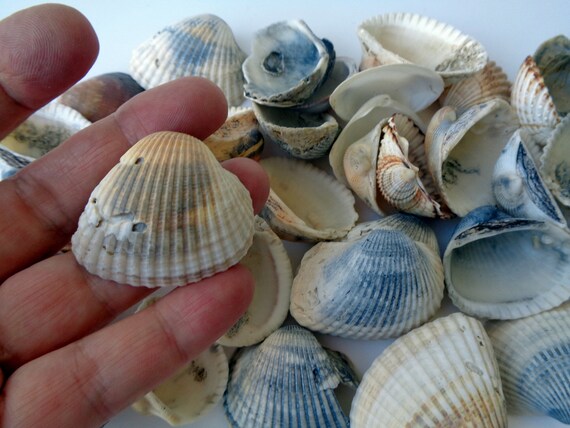 Callista Chione Shell Sea Shells for Your Crafts Home Beach - Etsy