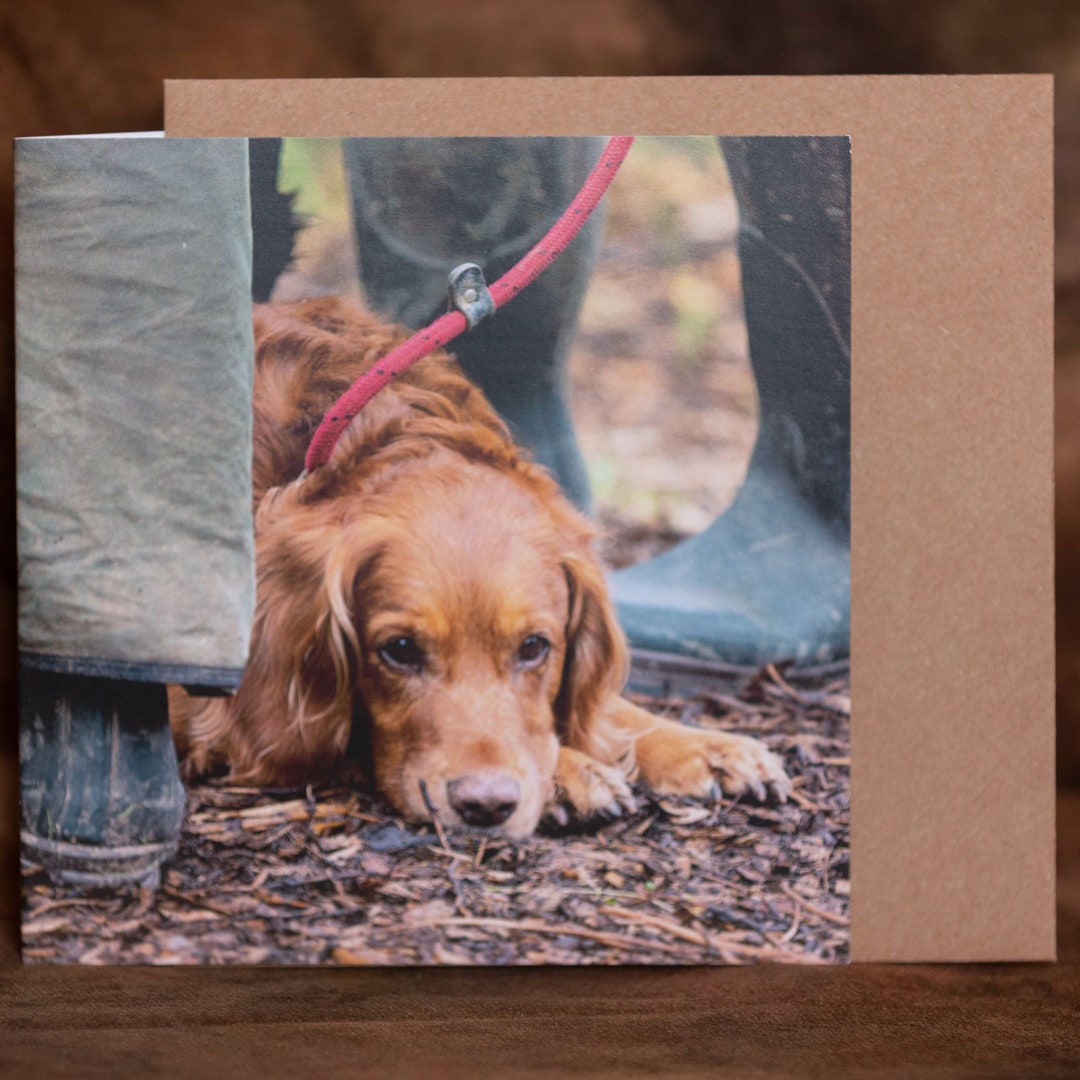 Greeting Cards - 40 Winks - Fox Red Working Cocker Spaniel Blank ...