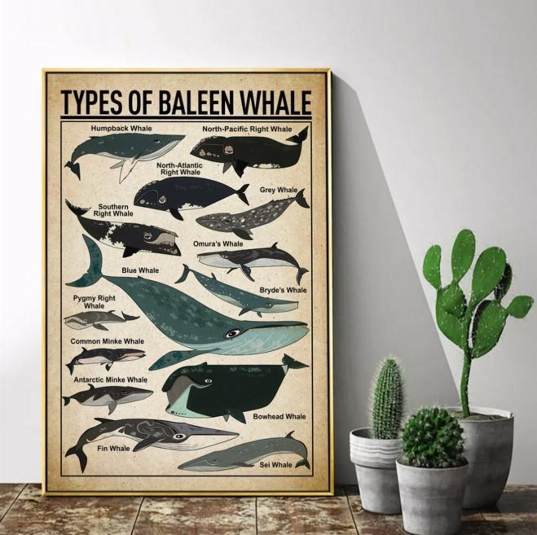 Types of Baleen Whale Poster, Baleen Whale Wall Art Home Decor Poster ...