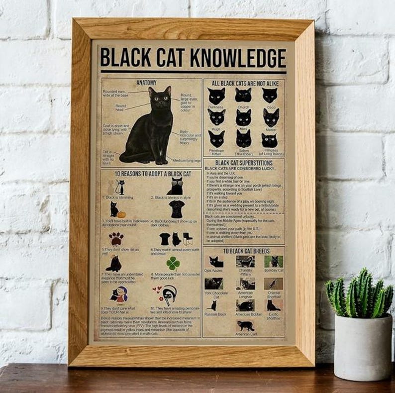 Black Cat Knowledge Poster | Cat Anatomy, Breeds & Superstition Chart ...