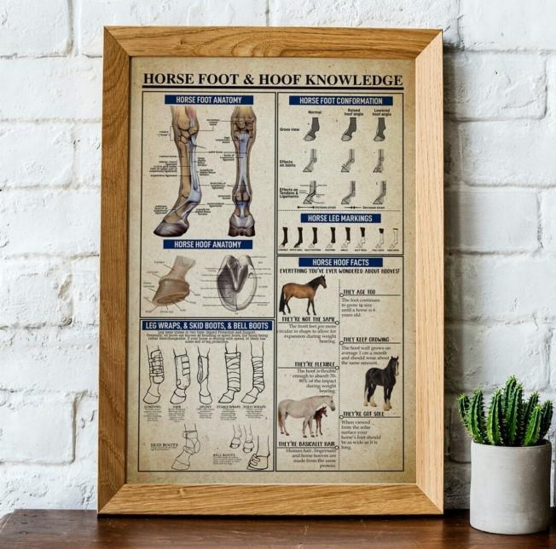 Horse Foot, Hoof Anatomy Knowledge , How to Care Horse Foot and Hoof ...