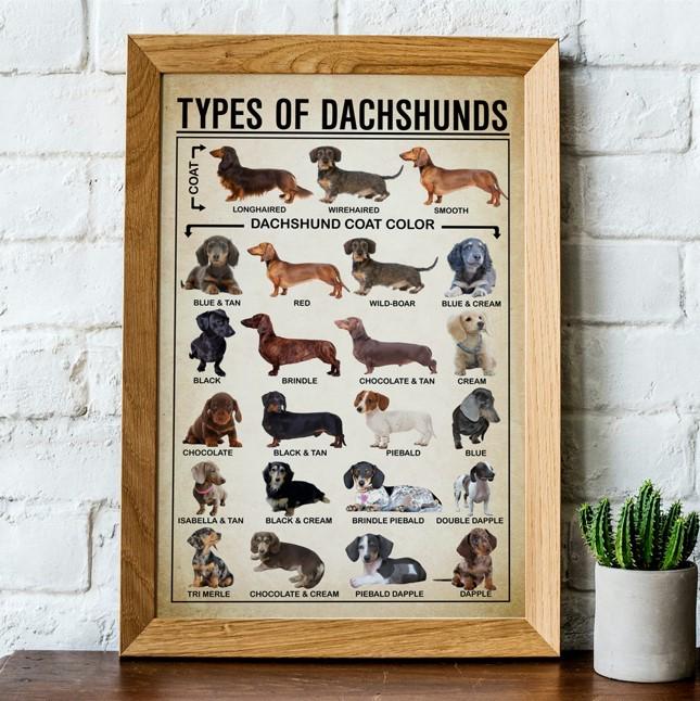 Types of Dachshunds Poster - Wall Art Home Decor (unframed) for the ...
