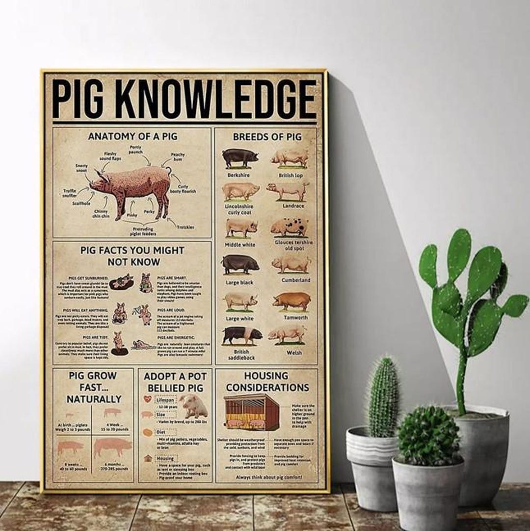 Pig Knowledge Poster, Breeds of Pig, Pig Facts Knowledge Poster,gift ...