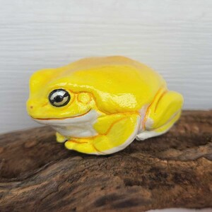 Blue-eyed Honey Australian White's Tree Frog / Dumpy - Frog Nugget ...