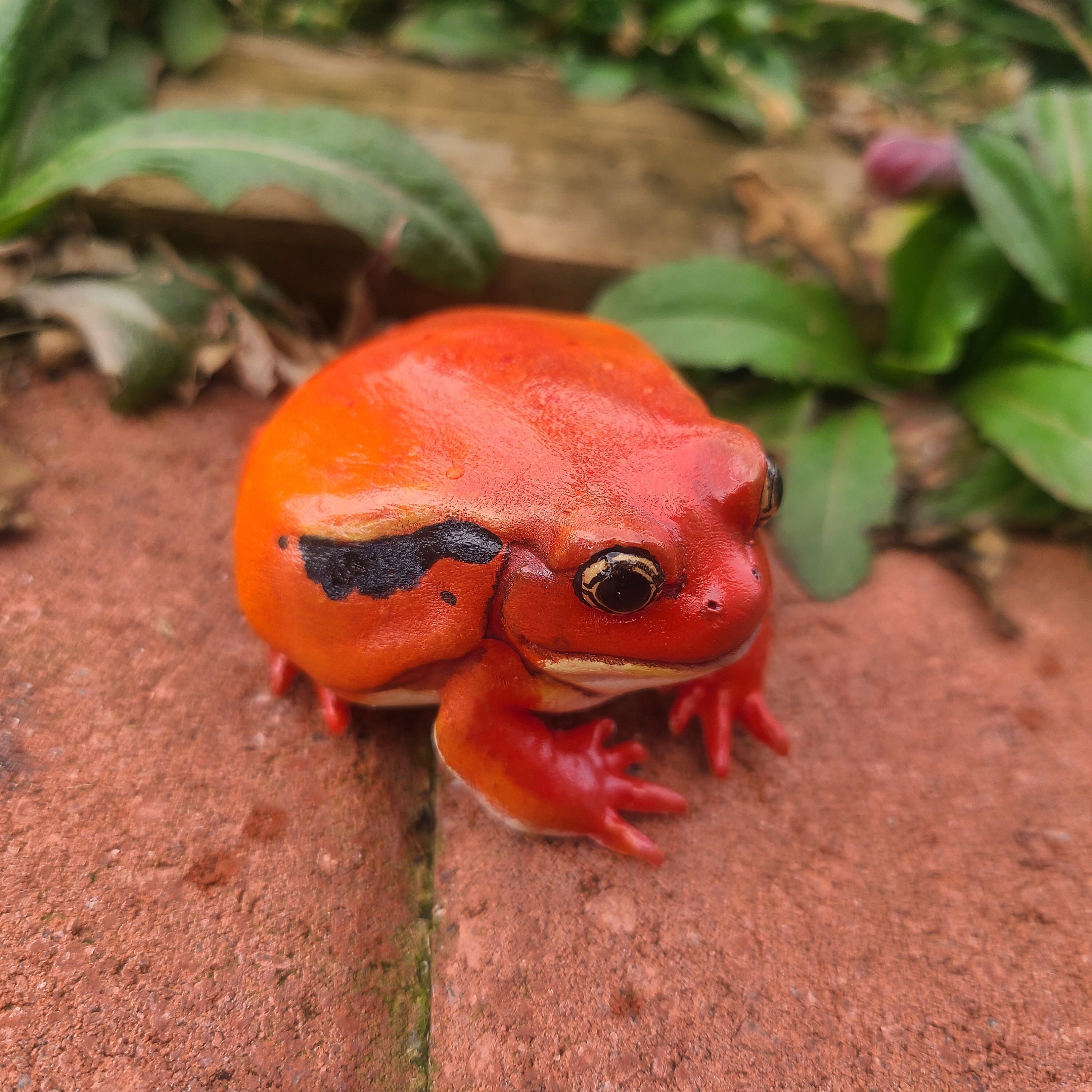 Tomato Frog Care
