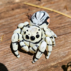 Jumping Spider Pin - Multiple Species - Hand Painted Resin Spider With ...