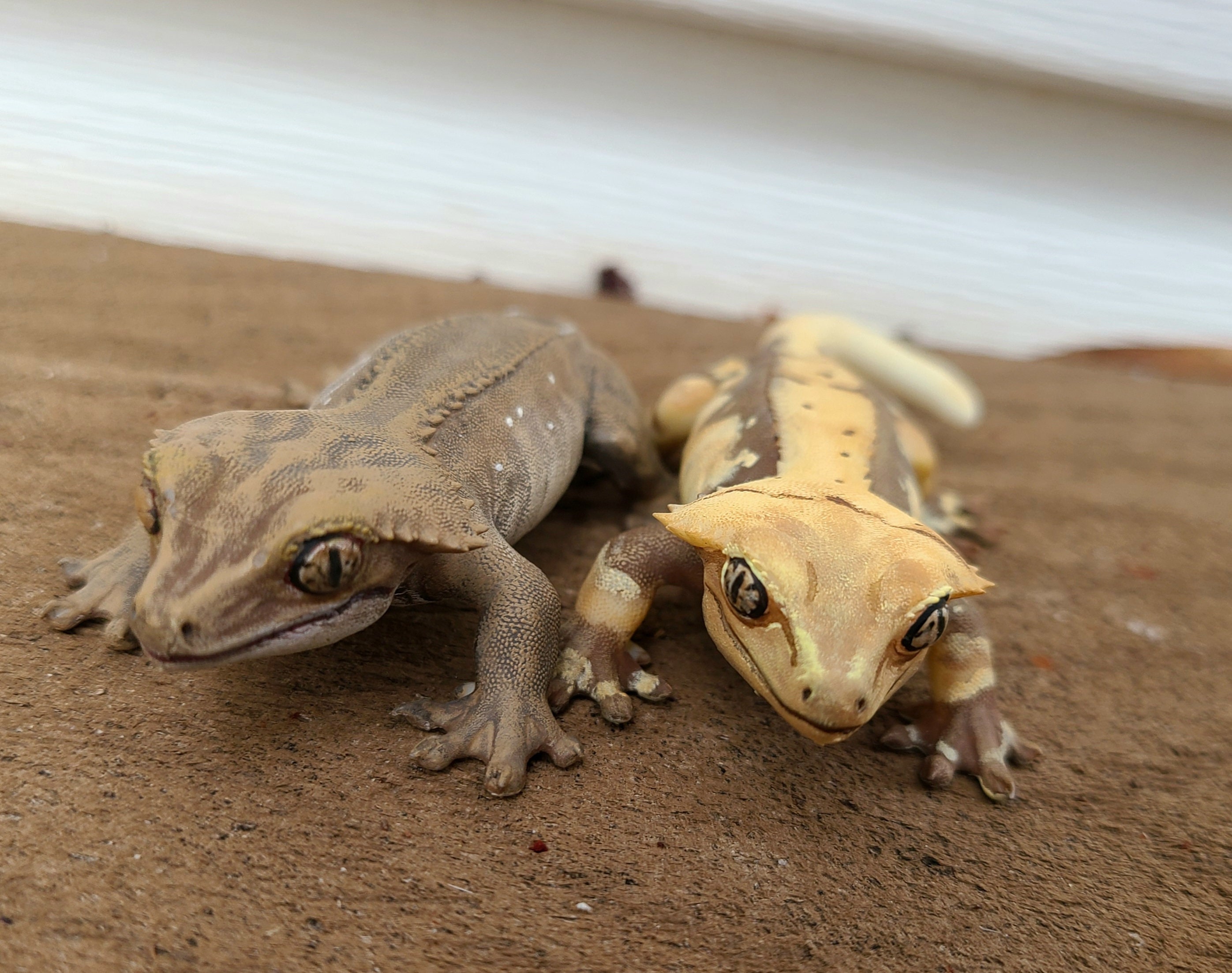 Harlequin Eyelash Crested Gecko Lizard Figure - Hand Painted Resin ...