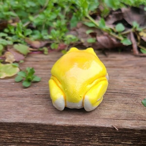 Blue-eyed Honey Australian White's Tree Frog / Dumpy - Frog Nugget ...