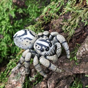 Heavy Jumping Spider Figure - Hyllus Diardi - Hand Painted Resin Spider ...