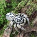 Heavy Jumping Spider Figure - Hyllus Diardi - Hand Painted Resin Spider ...