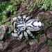 Heavy Jumping Spider Figure - Hyllus Diardi - Hand Painted Resin Spider ...