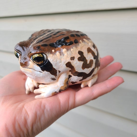 Cute Real Frog