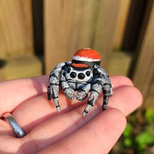 California Red Jumping Spider Figure- Male Phidippus Adumbratus - Hand ...