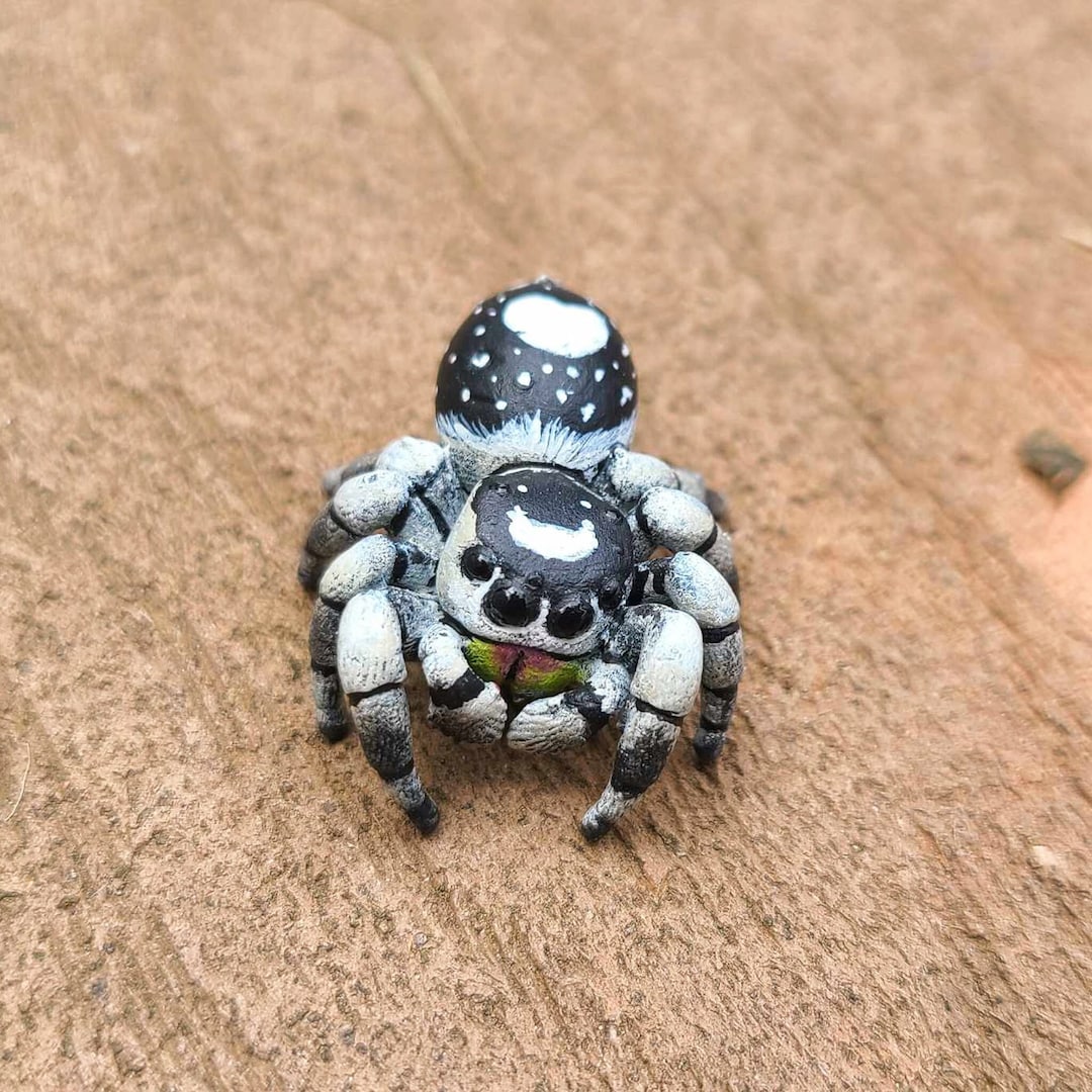 Apalachicola Regal Jumping Spider Figure - Black and White Phase ...