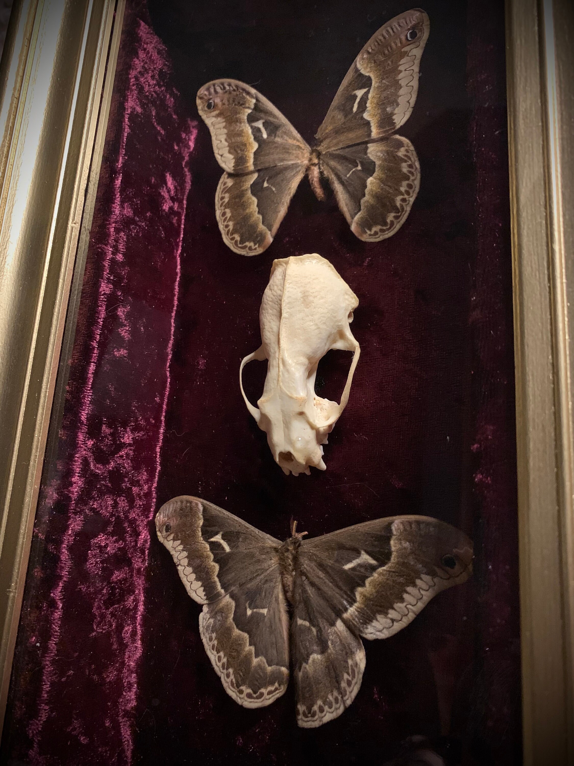 Skull and Moths - Etsy