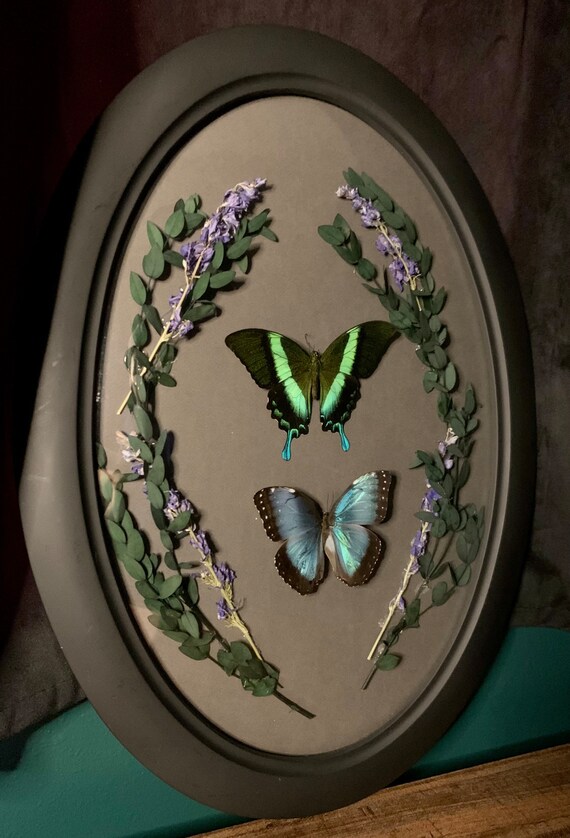 Butterflies in Frame - Etsy