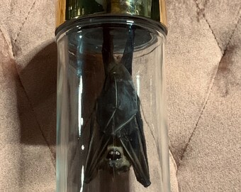 Bat in Jar - Etsy