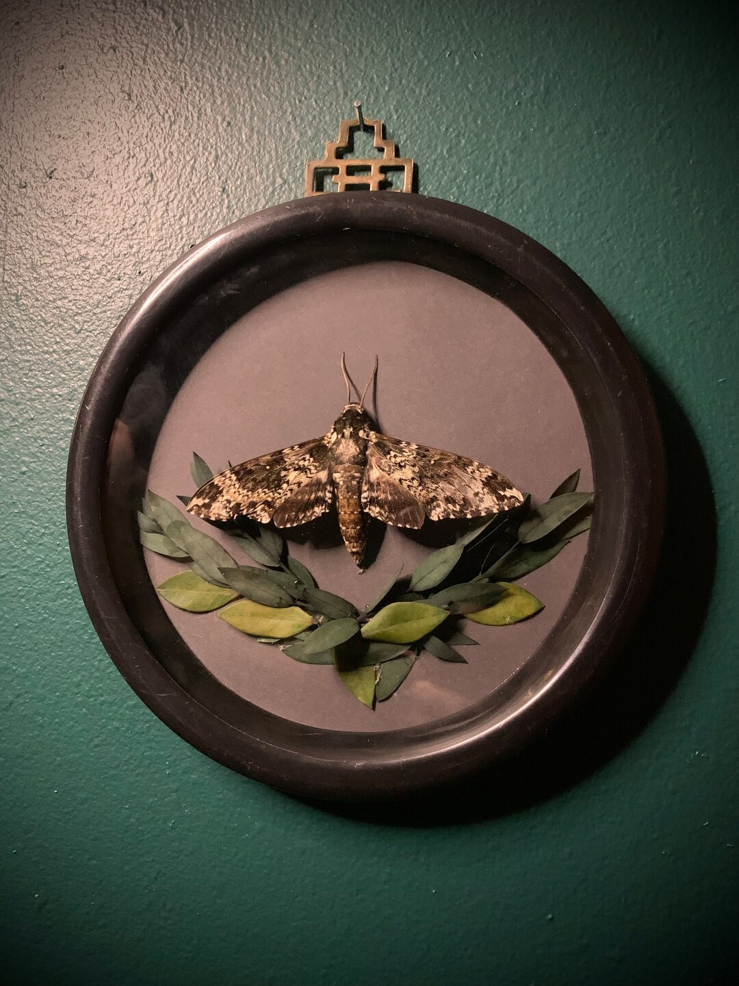 Moth in Frame - Etsy