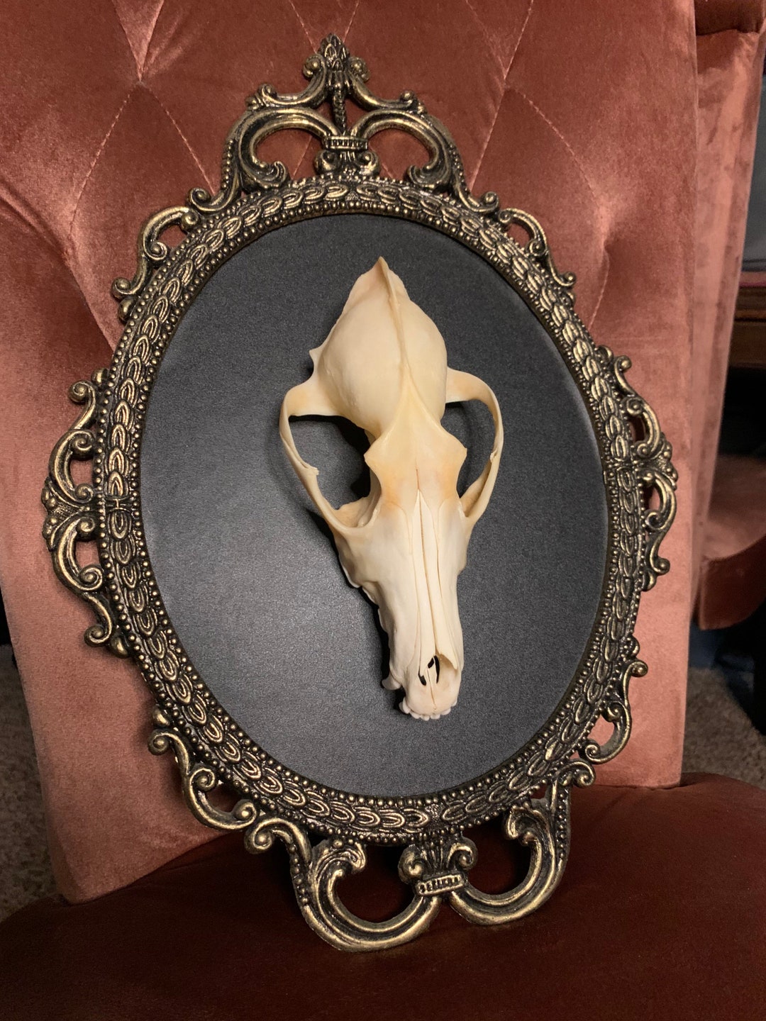Coyote Skull - Etsy
