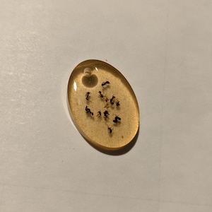 Ants or Other Bugs in Amber Resin Epoxy to Make Pendant, Keychain ...